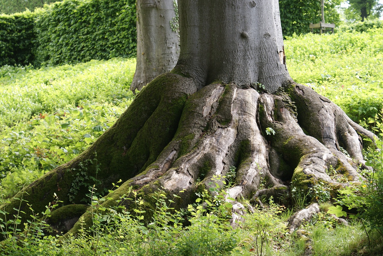 Dit kunt u doen als de wortels van de bomen van uw buur u schade ...