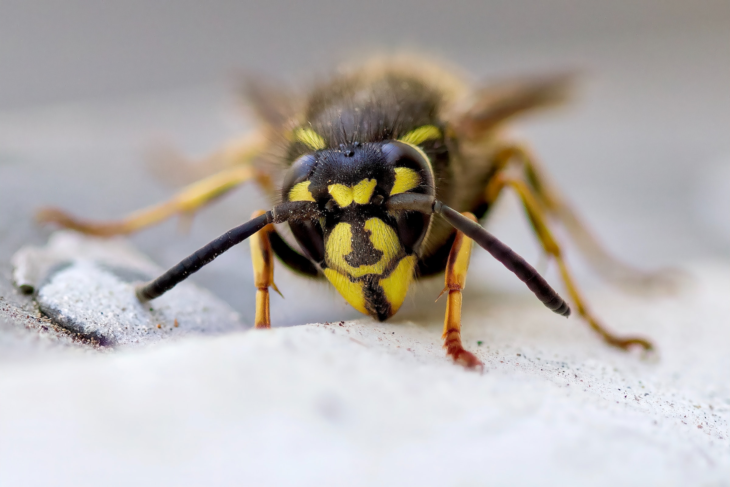 Using ground coffee to naturally repel wasps in summer