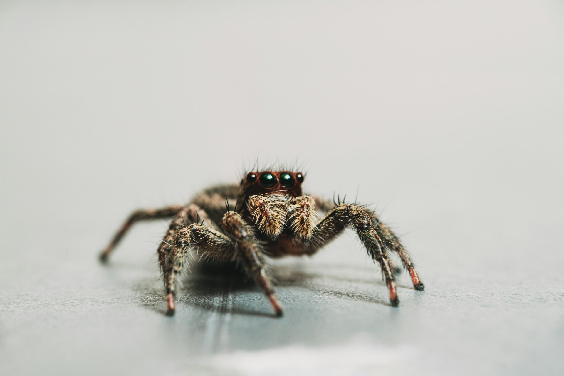 Waarom spinnen dit najaar massaal onze huizen binnendringen